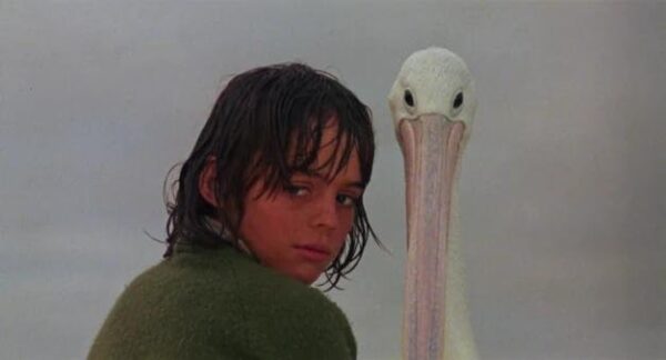 Storm Boy 1976 region free DVD - DVDBay